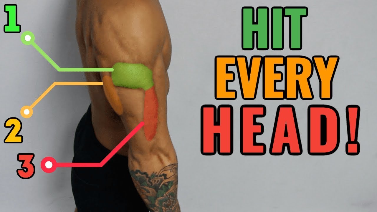 The Best Science-Based Tricep Workout - Bodybuilding Gold
